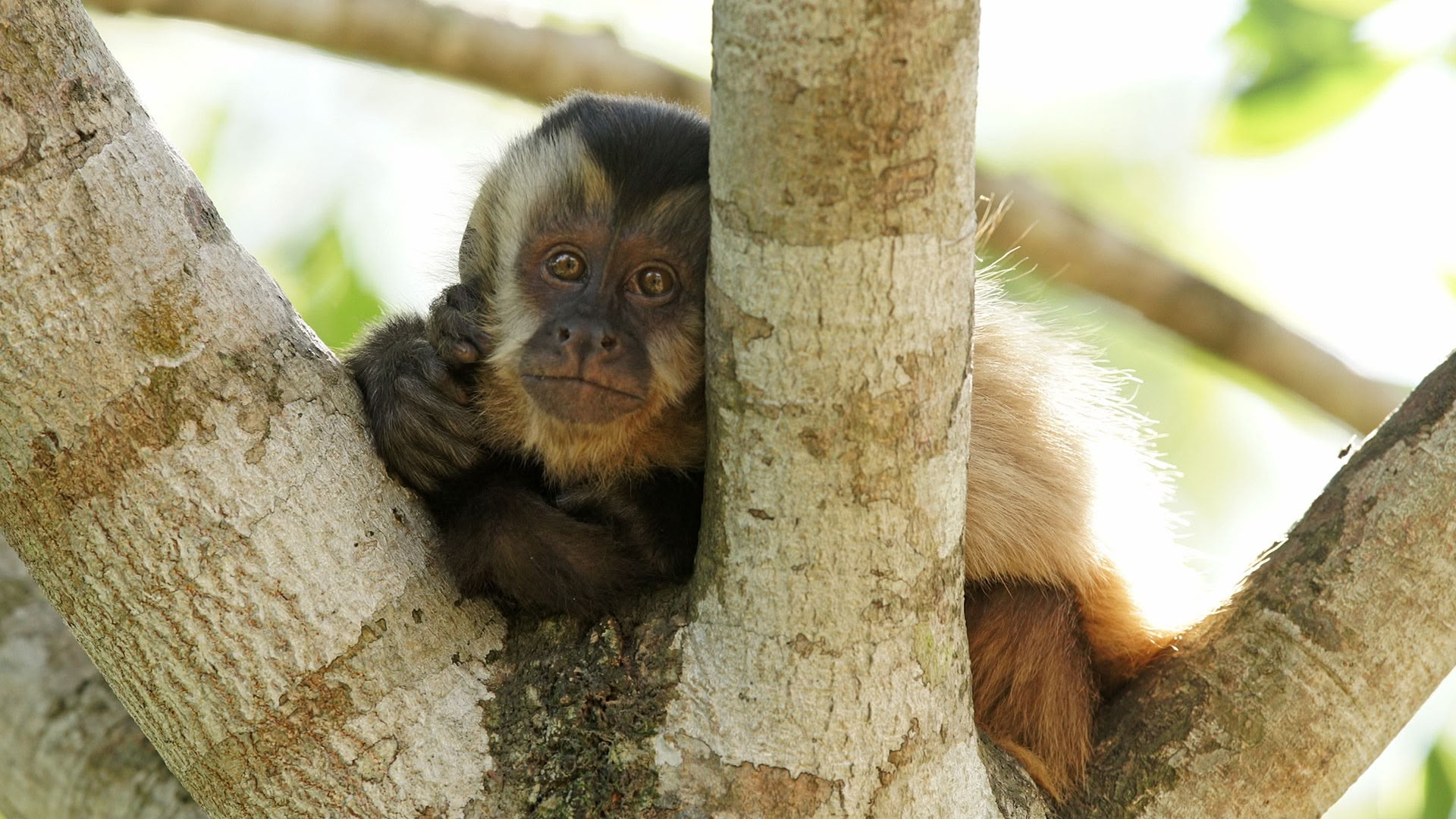 Guarda Brasile selvaggio online - Episodi completi in streaming